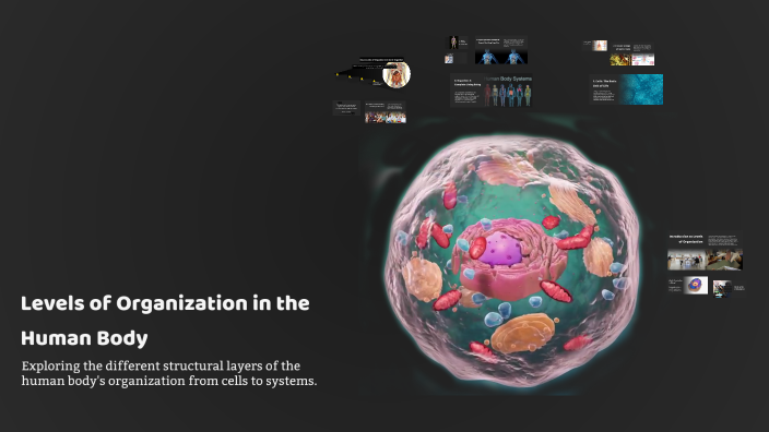 Levels of Organization in the Human Body by Travis Wimbish on Prezi