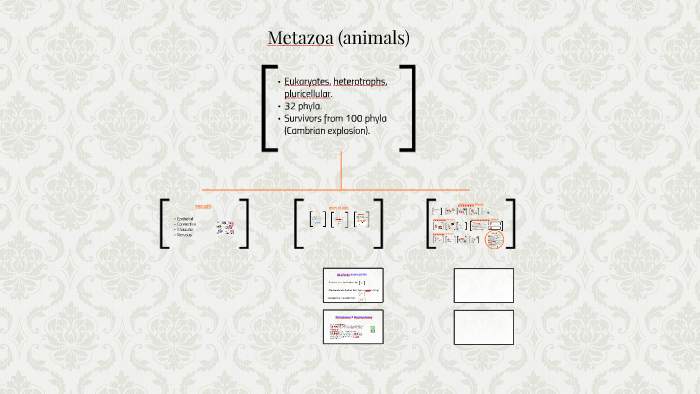 Metazoa (animals) by Mariana Perez on Prezi