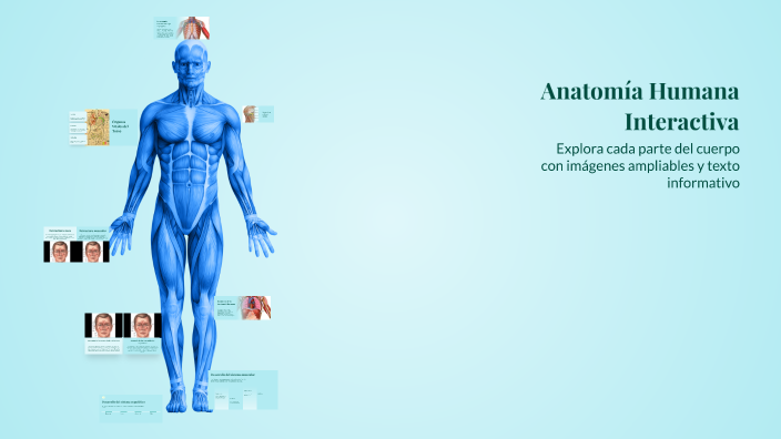 Anatomía Humana Interactiva by Nahia Gómez Valencia on Prezi