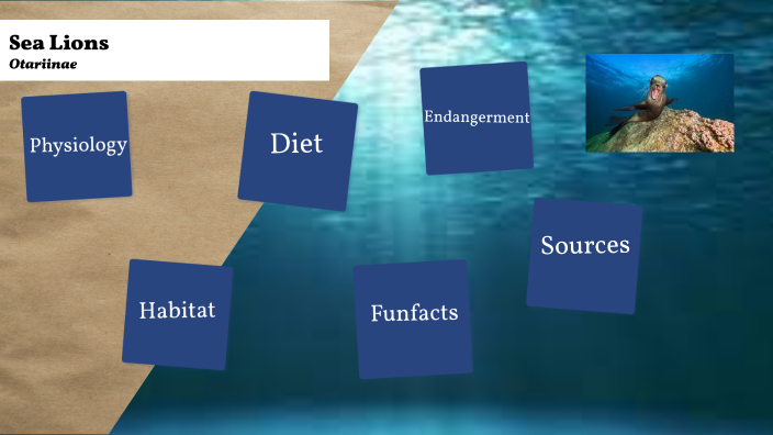 Sea Lion Biodiversity Project by Caroline Berselli on Prezi
