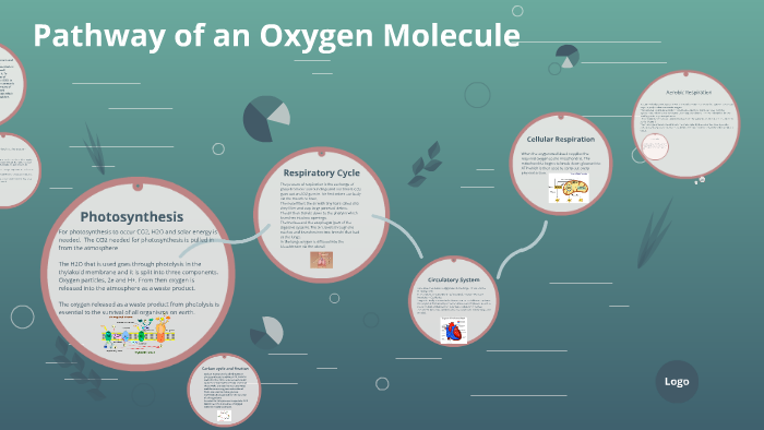 Pathway of an Oxygen Molecule by keerthigan tharmakumar on Prezi