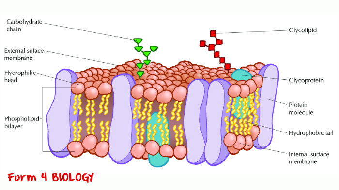 Chapter 3 - Movement of Substances Across the Plasma Membrane by Pardip ... Chapter 3 - Movement of Substances Across the Plasma Membrane by Pardip ...