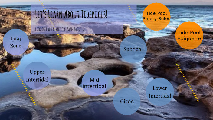 Learn About Tide Pools! by Rowan Mayer on Prezi