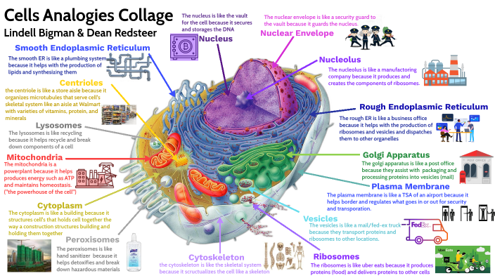Cells Analogies Lab by Lindell Bigman on Prezi