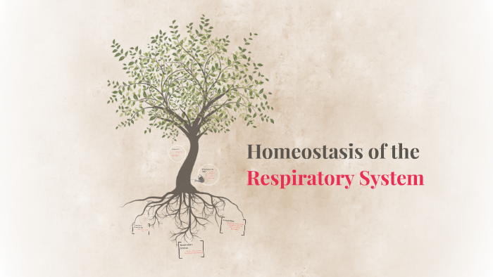 homeostasis of the respiratory system by Kate M