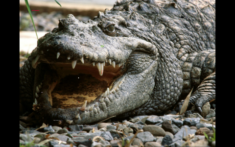 Krokodil (Desomorphine) by Autumn Wells on Prezi