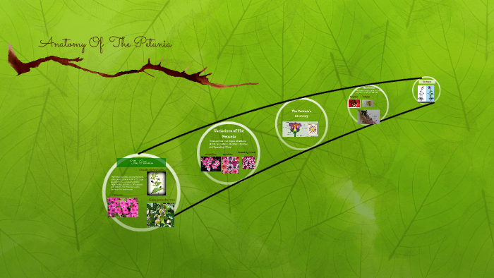 Anatomy Of The Petunia by Tyler Banks on Prezi