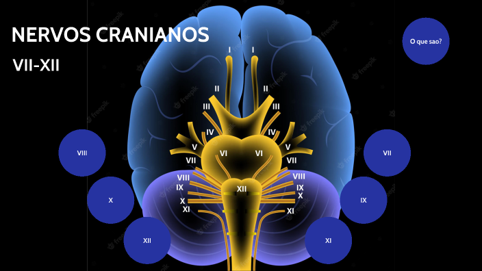 pares cranianos by Rita Ferreira on Prezi