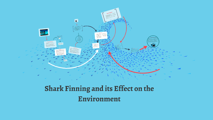 Shark Finning and Effect on Environment by lauren sallen