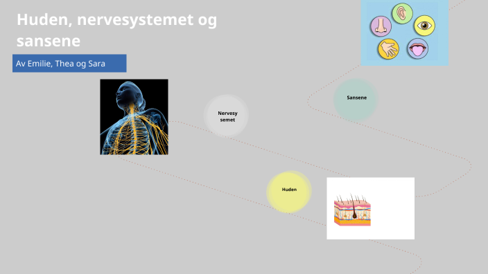 Huden, nervesystemet, sansene by Sara Blomli on Prezi
