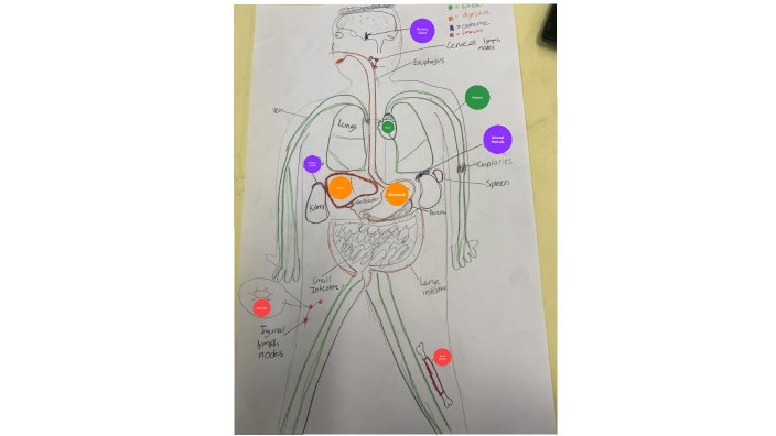 Anatomy Final Project- Svend Luke by Svend Luke on Prezi
