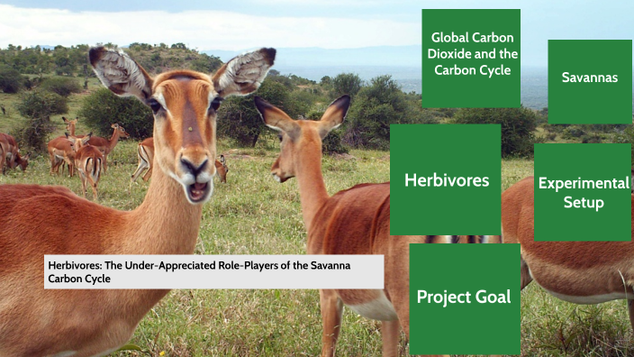 Herbivores: The Under-Appreciated Role-Players of the Savanna Carbon ...