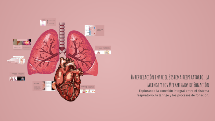 Interrelación entre el Sistema Respiratorio, la Laringe y los ...