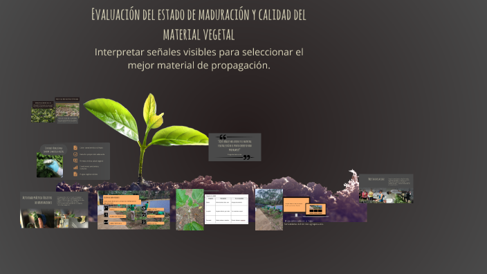 Evaluación del estado de maduración y calidad del material vegetal by ...