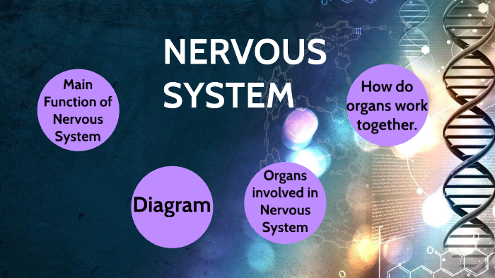 Science Project: Nervous System by SAHAJ KAUR on Prezi