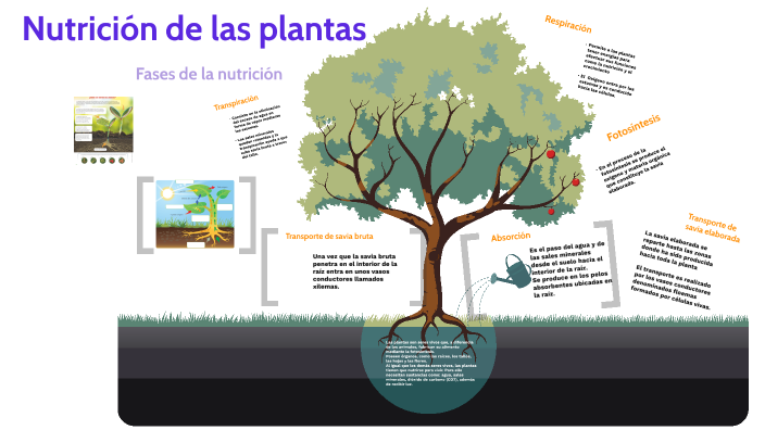 La nutrición de las plantas by Felix Fernando Fiestas Bazalar on Prezi La nutrición de las plantas by Felix Fernando Fiestas Bazalar on Prezi