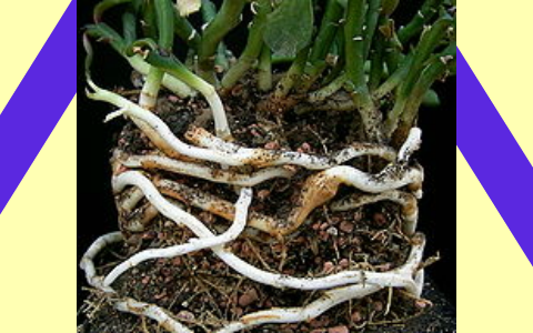 Subterranean Stem by micheal stanco