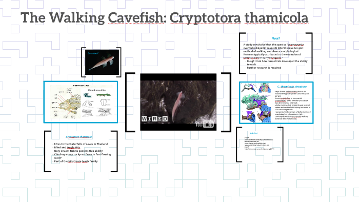 The Walking Cavefish: Cryptotora thamicola by Anke Larsen-Yskamp on Prezi