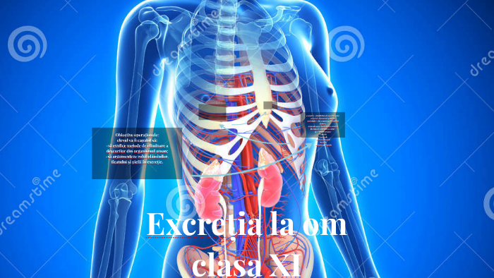 Excreția la om by Lilia Răileanu on Prezi