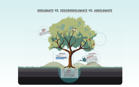 Coelomate Vs. Pseudocoelomate Vs. Acoelomate by Nahla Tibi on Prezi