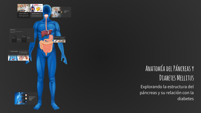 Anatomía del Páncreas y Diabetes Mellitus by Luis Alcocer on Prezi