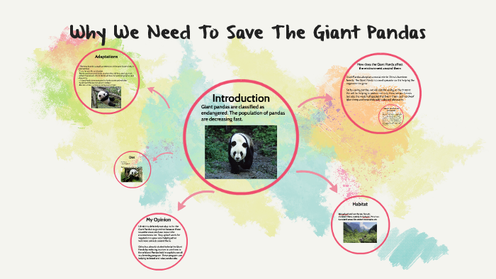 Why we need to save the giant pandas by Jessica Han