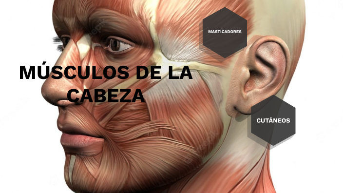 Músculos de la cabeza by jhon jahiro medina vargas on Prezi