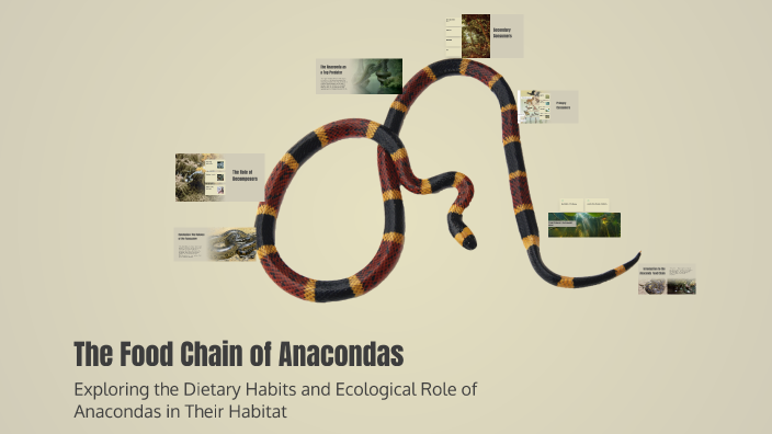 The Food Chain of Anacondas by danny jully on Prezi