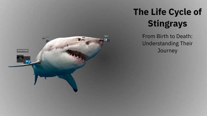 The Life Cycle of Stingrays by Allison Jensen on Prezi