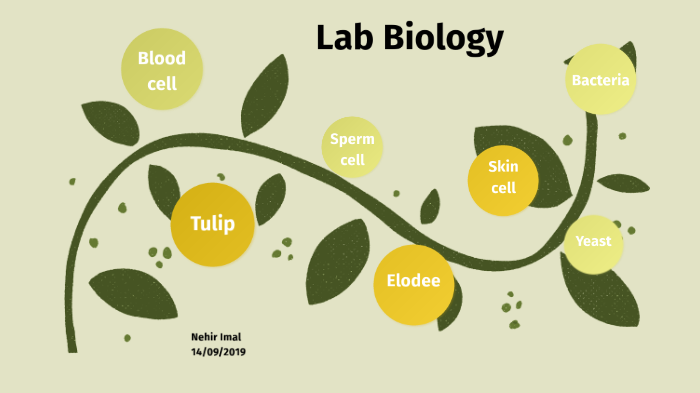 Lab Bio by nehir imal on Prezi