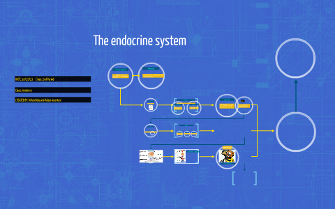 The endocrine and exocrine systems by on Prezi