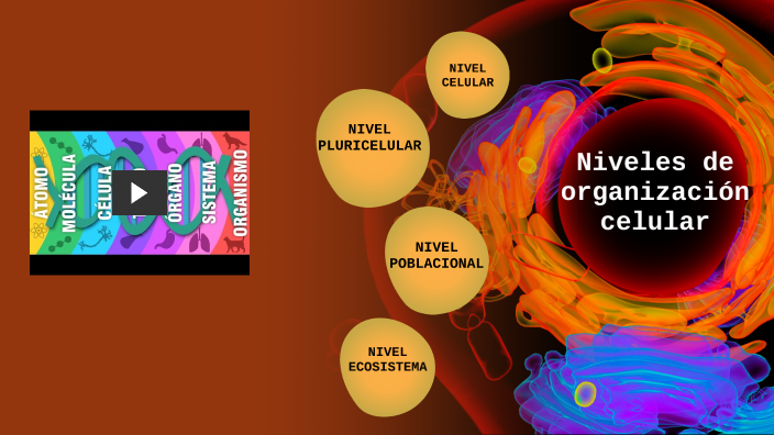 Niveles de organización celular by Christian Reino on Prezi