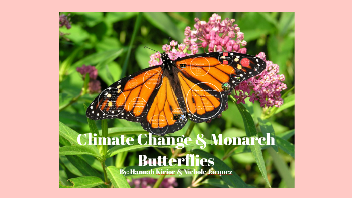 Climate Change & Monarch Butterflies by Nichole Jacquez on Prezi