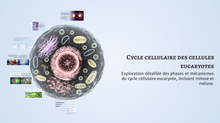 Cycle cellulaire des cellules eucaryotes by Sylvain Bornais on Prezi
