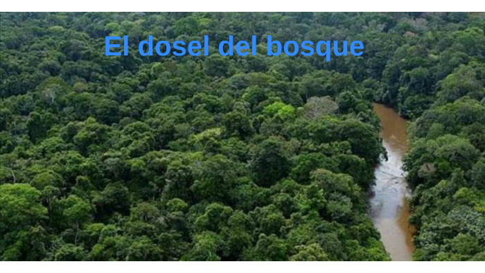 Qué es el dosel by Francis Torres on Prezi