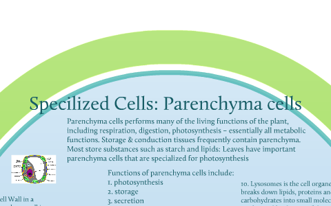 Specialized cell project by Martina Angel on Prezi