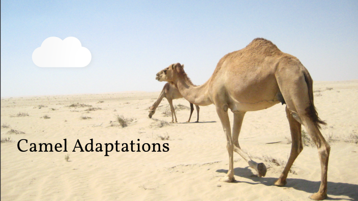 Camel hump adaptation by Zoe Armistead on Prezi