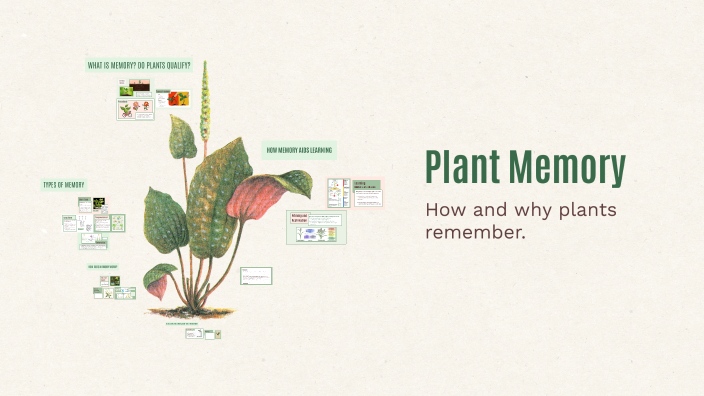 Plant Memory by Morgan Hooker on Prezi