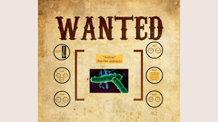 Anthrax Bacteria Wanted Poster by Bella Prihoda on Prezi