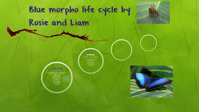 Blue morpho life cycle by Amy Jones on Prezi