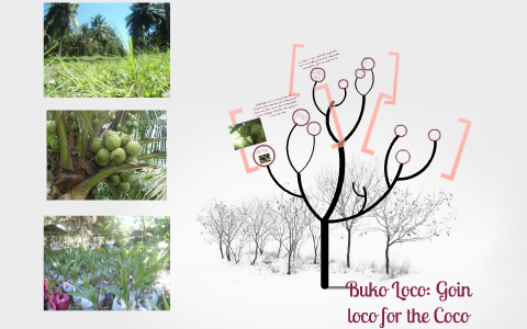 Buko Loco by shara gail fuscablo on Prezi