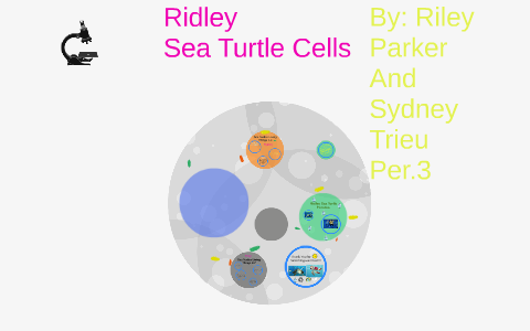Sea Turtle Cells by Alice Surfs on Prezi