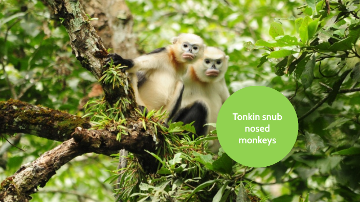Tonkin snub-nosed monkeys by Filip Dapcev on Prezi