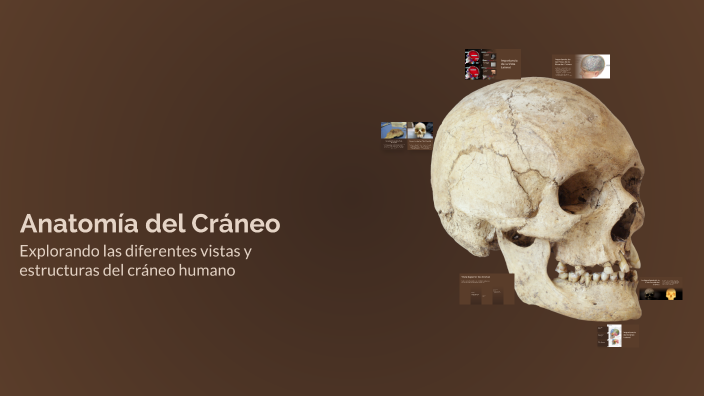 Anatomía del Cráneo by juana rosa niquen perleche on Prezi
