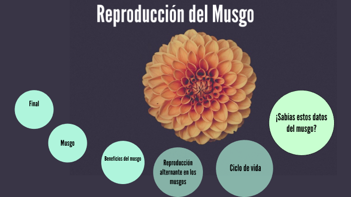 Reproducción del musgo by Esteban Agudelo on Prezi