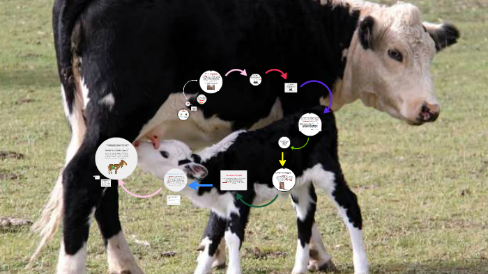 Tracto digestivo del ternero lactante y by Jonathan Núñez on Prezi