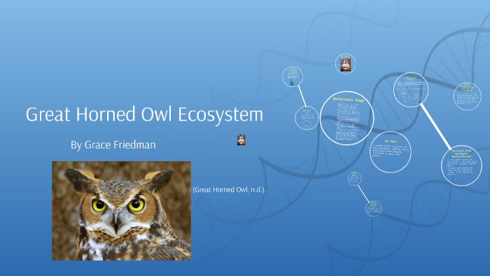 Great Horned Owl Ecosystem by Grace Friedman on Prezi