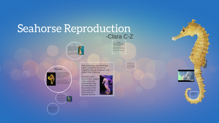 Seahorse Reproduction by Clara cz on Prezi