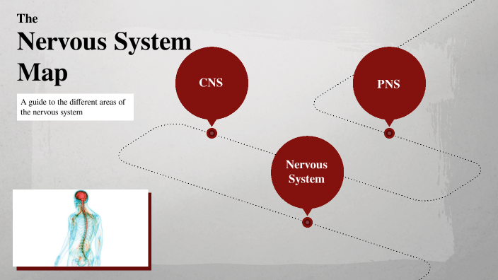 Nervous System Map by LUIS VARELA ROMERO on Prezi