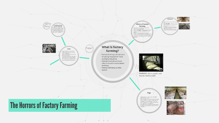 The Horrors of Factory Farming by Jocelyn Powers on Prezi
